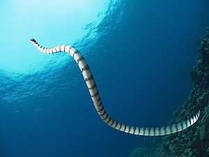 Sea Snakes | Hydrophiinae | Marine Life Guide