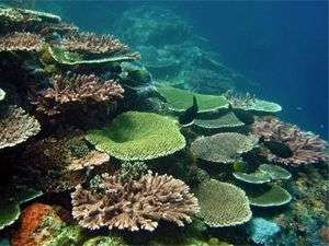 Coral types and how to recognize them | Similan islands Corals