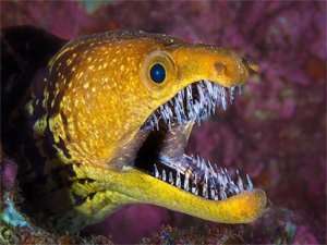 Moray Eels - Crazy Facts About the Moray Eel - Marine Life Guide