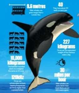 Ocras in Thailand and the Andaman sea, Similan Killer Whales