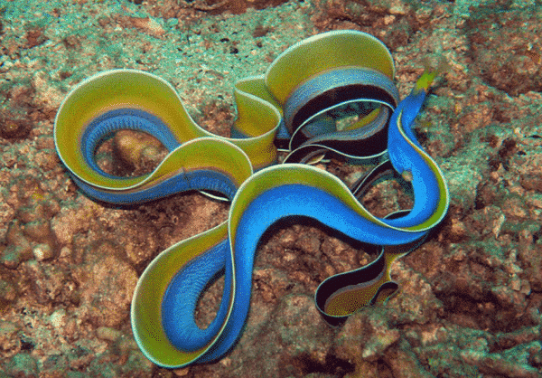 Ribbon Eels: The Enigmatic Serpents of the Sea - Khao Lak Explorer