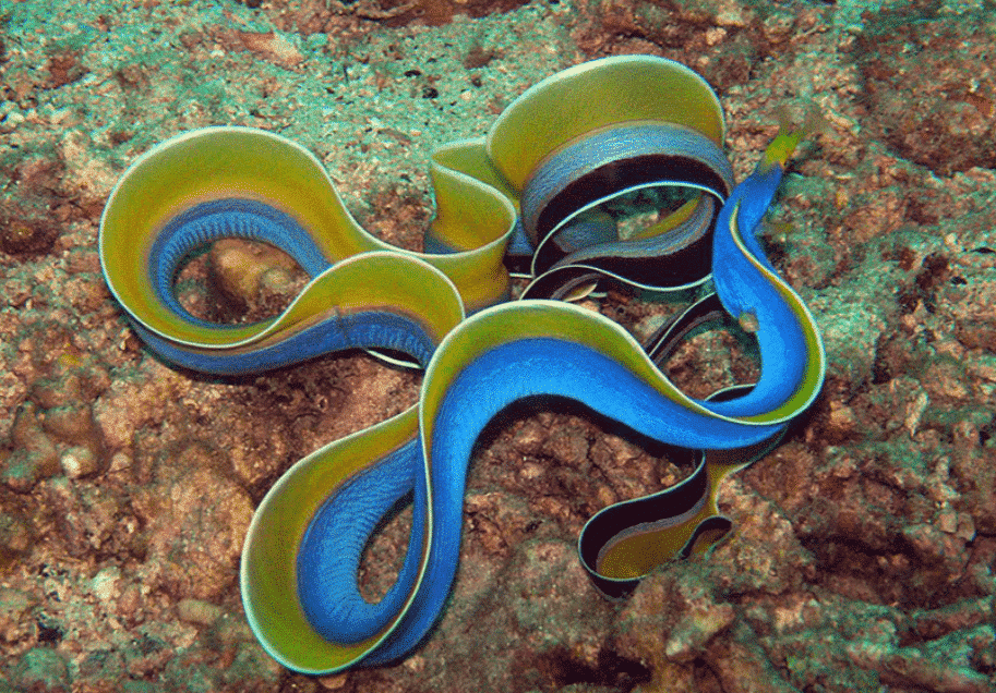 Ribbon Eels: The Enigmatic Serpents of the Sea - Khao Lak Explorer
